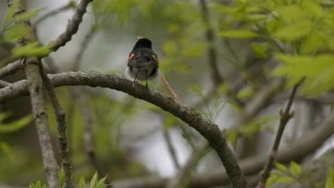 Backside Song Stock Videos – Royalty-Free HD & 4K Videos