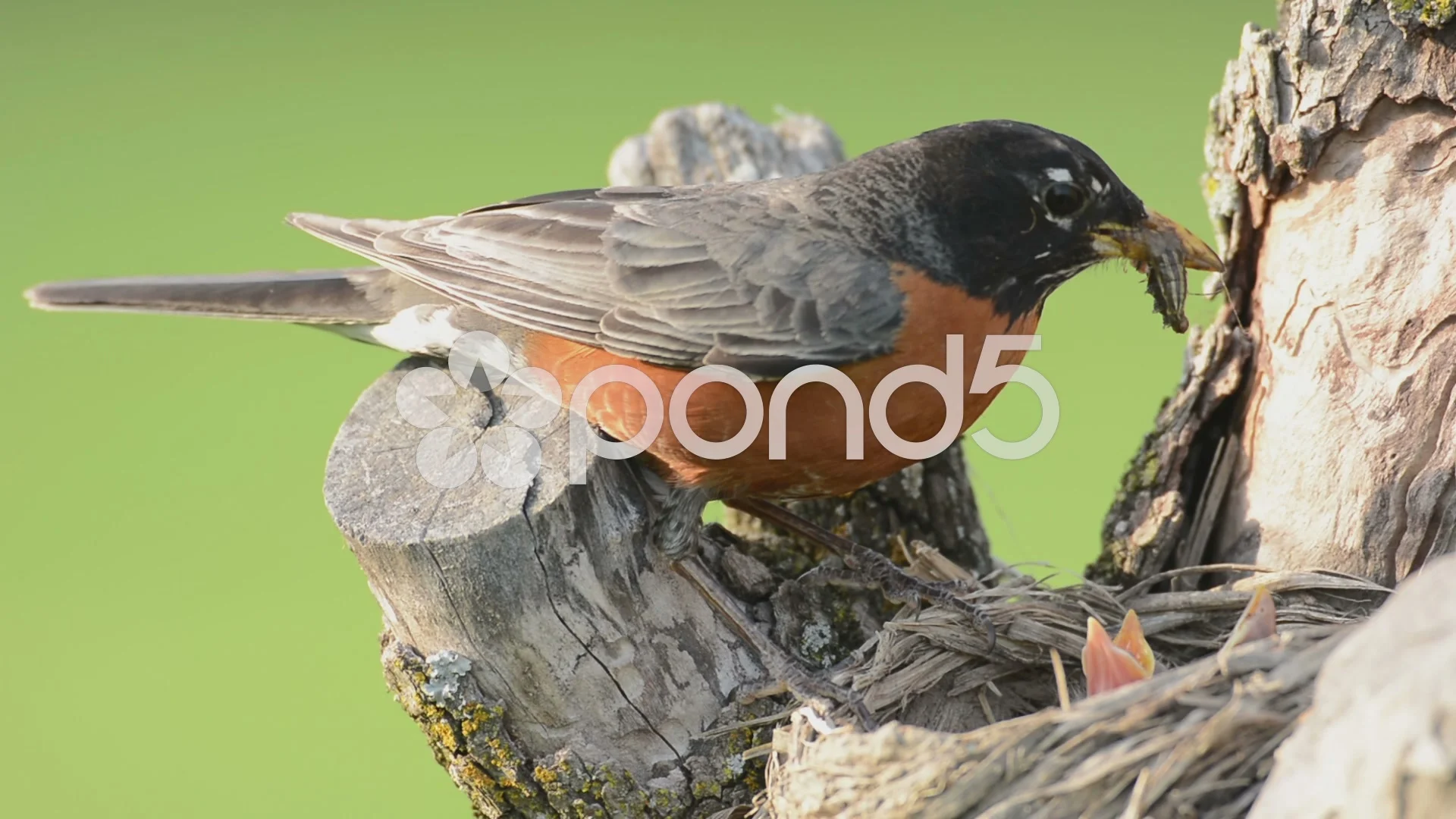 American Robin Baby Eat