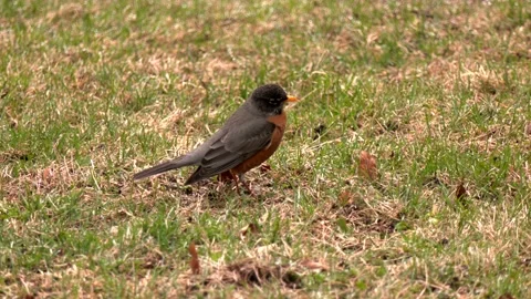 American Robin Thrush Hops around and Hu... | Stock Video | Pond5