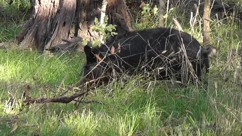 Razorback Stock Video Footage | Royalty Free Razorback Videos | Pond5