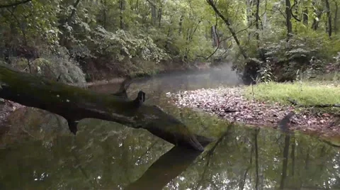 Trees Sounds Stock Videos – Royalty-Free HD & 4K Videos | Pond5