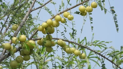 Amla fruits ( Indian Gooseberry) on tree... | Stock Video | Pond5