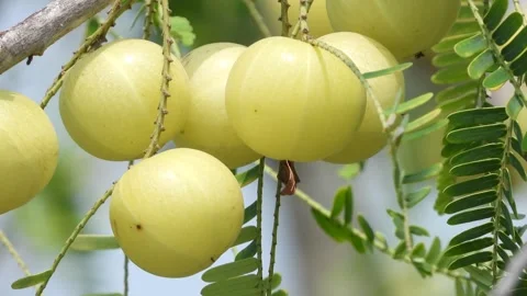 Amla Fruits on tree branch,nutritious fo... | Stock Video | Pond5