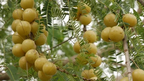 Amla Fruits on tree,close up view of ind... | Stock Video | Pond5