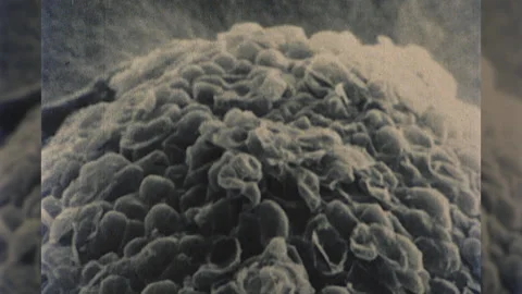 Amoeba Electron Microscopic Cell Life Un... | Stock Video | Pond5