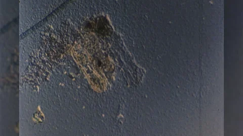 Amoeba Microscopic Life Under Microscope... | Stock Video | Pond5