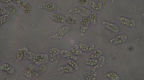 Amoeba Evolution Stock Videos – Royalty-Free HD & 4K Videos