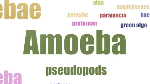 Amoeba Word Cloud Animated On White Back... | Stock Video | Pond5