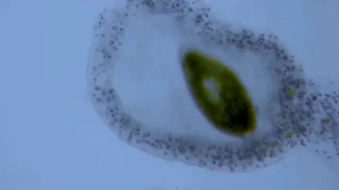 Amoebae microbiology under the microscop... | Stock Video | Pond5