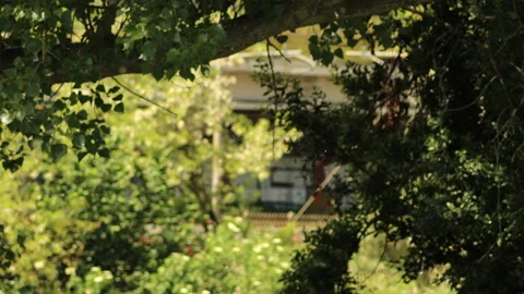 Trees Sounds Stock Videos – Royalty-Free HD & 4K Videos | Pond5