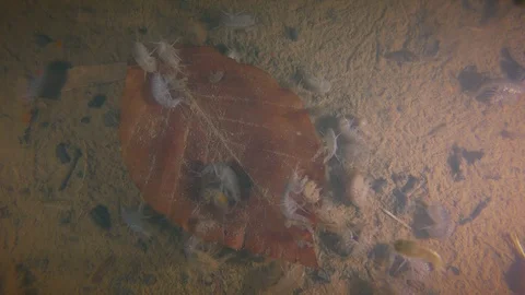 Amphipod Stock Footage ~ Royalty Free Stock Videos | Pond5