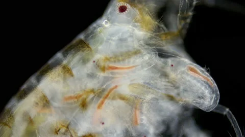 Amphipoda crustacea under the microscope... | Stock Video | Pond5