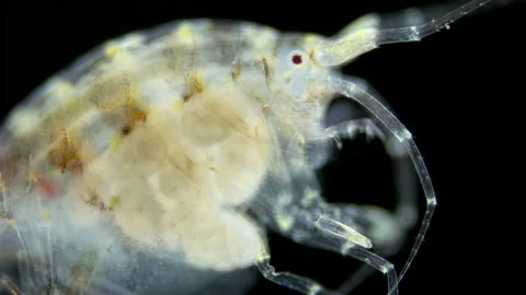 Crustacea Stock Videos – Royalty-Free HD & 4K Videos