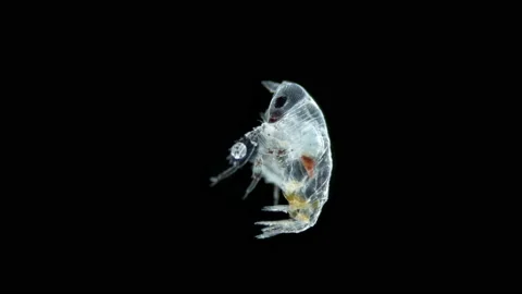 Amphipoda Stock Video Footage | Royalty Free Amphipoda Videos | Pond5