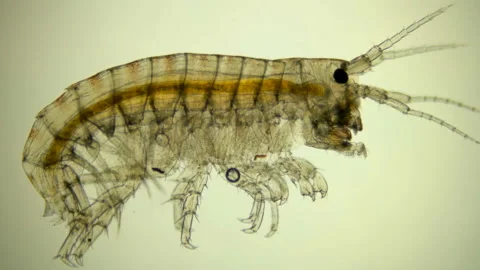 Amphipoda Stock Video Footage | Royalty Free Amphipoda Videos | Pond5