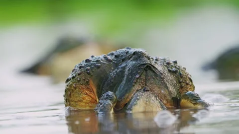 Mating Position Stock Footage ~ Royalty Free Stock Videos | Pond5