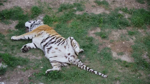 Tiger Back Tigger Stock Videos – Royalty-Free HD & 4K Videos | Pond5