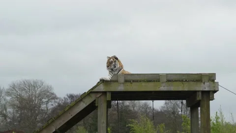 Amur Tiger resting in a wood platform in... | Stock Video | Pond5