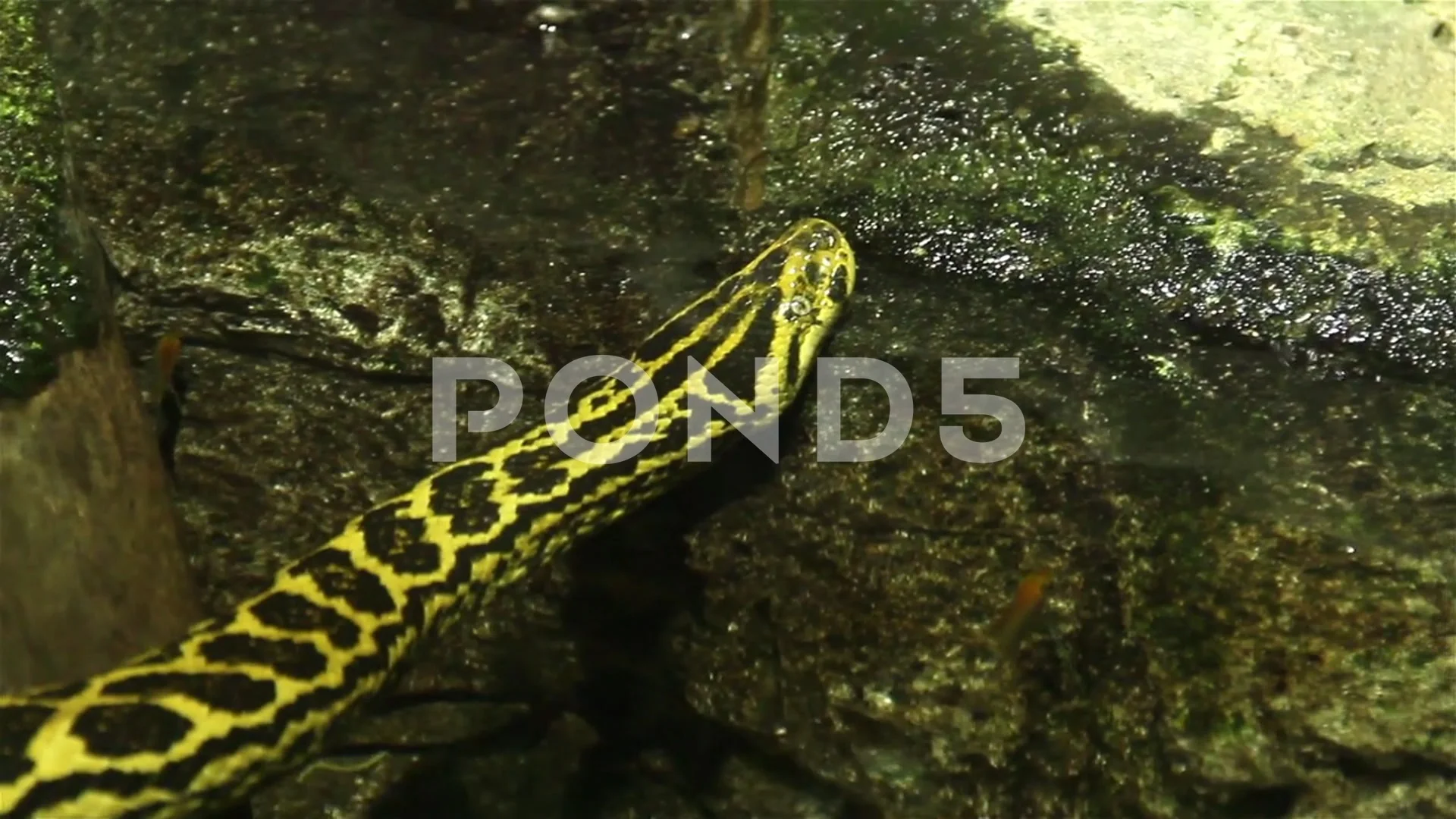 Anaconda Snake In Water