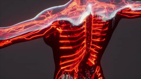 Analysis of Human Anatomy Scan showing b... | Stock Video | Pond5
