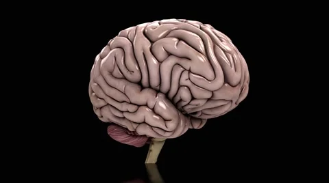 Analyzing the human brain dynamic loop b... | Stock Video | Pond5
