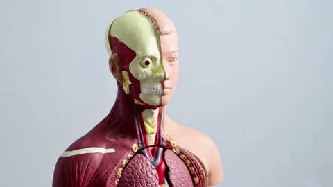 Anatomic model of a human head and torso... | Stock Video | Pond5