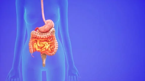 Anatomical 3D animation of digestive sys... | Stock Video | Pond5