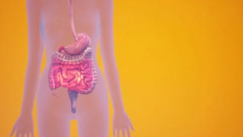 Anatomical 3D animation of digestive sys... | Stock Video | Pond5