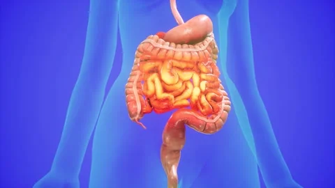 Anatomical 3D animation of digestive sys... | Stock Video | Pond5