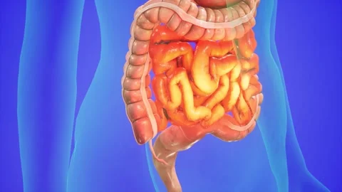 Anatomical 3D animation of digestive sys... | Stock Video | Pond5