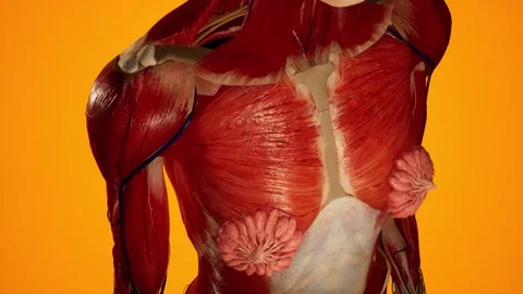 Anatomical 3D animation of women's body.... | Stock Video | Pond5
