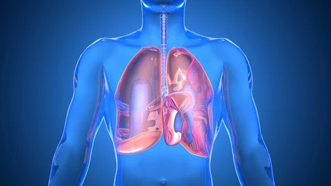 Anatomical animation of breathing Lungs | Stock Video | Pond5