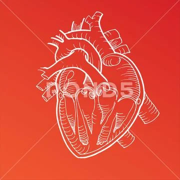 Anatomical human heart drawing with pencil line: Royalty Free #111782434