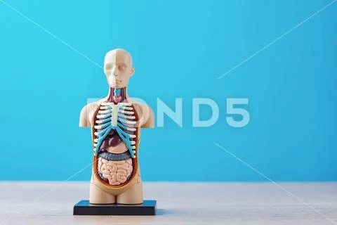 Anatomical model of human body with internal organs on a blue ...