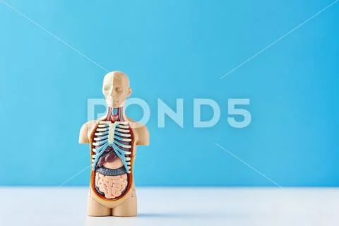 Anatomical model of human body with internal organs on a blue ...
