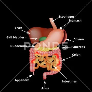 Anatomical structure of the abdominal organs. Spleen, liver ...