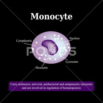 The anatomical structure of monocytes. Blood cells. Vector illustration ...