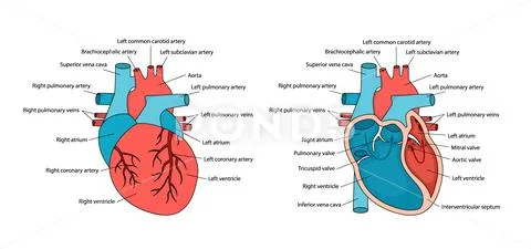 Anatomically correct heart with descriptions. Human heart anatomy with ...