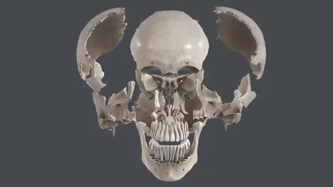 Bones An All Stock Videos Royalty Free Hd 4k Videos Pond5