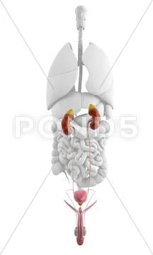Anatomy of all organs in male body with highlighted urinary system ...
