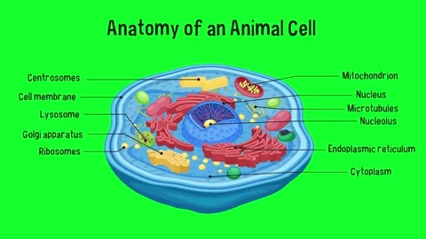 Anatomy of an animal cell diagram. | Stock Video | Pond5