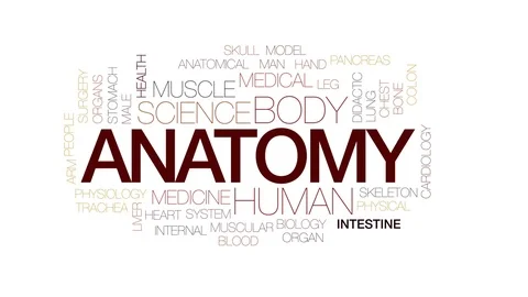 Anatomy animated word cloud, text design... | Stock Video | Pond5