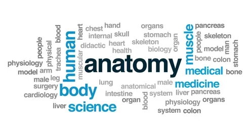 Anatomy animated word cloud, text design... | Stock Video | Pond5