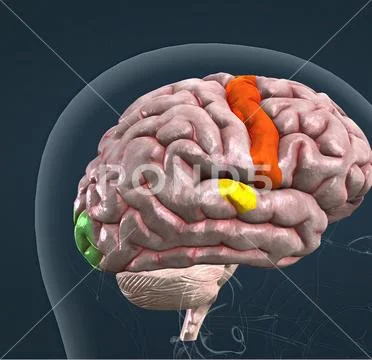 Anatomy of the brain and its colored parts: Royalty Free #228667506