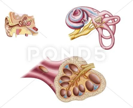Anatomy of the cochlear duct in the human ear. Illustration #52486192