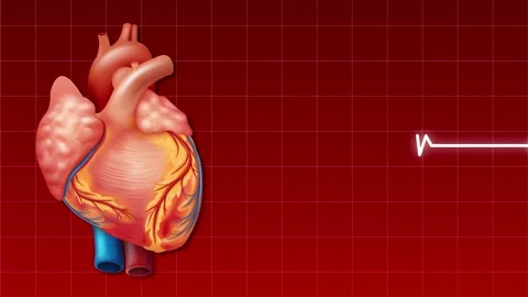 Anatomy Education: Heart Rate Graph Anim... | Stock Video | Pond5