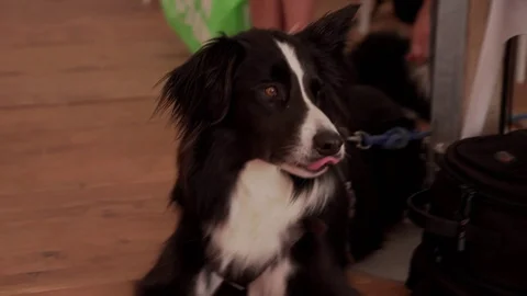 'Anatomy of a Fall' border collie fetche... | Stock Video | Pond5