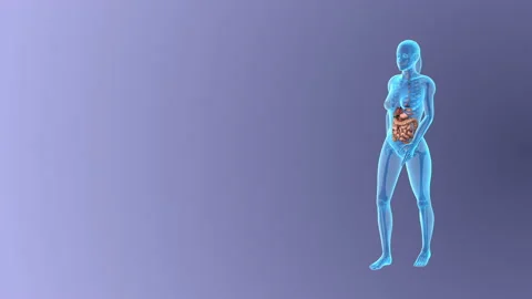 Anatomy of female digestive system | Stock Video | Pond5