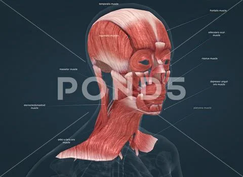 Anatomy of female head muscular system: Graphic #228668309
