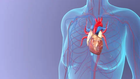 Anatomy of female heart in a healthy bod... | Stock Video | Pond5